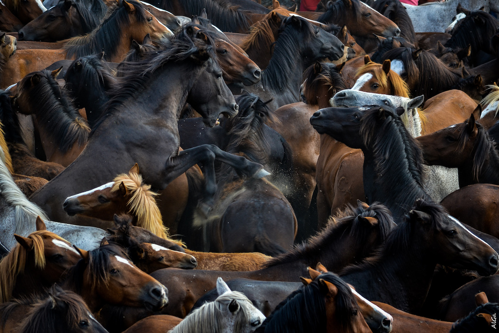 Rapa das Bestas - Galicia Tips